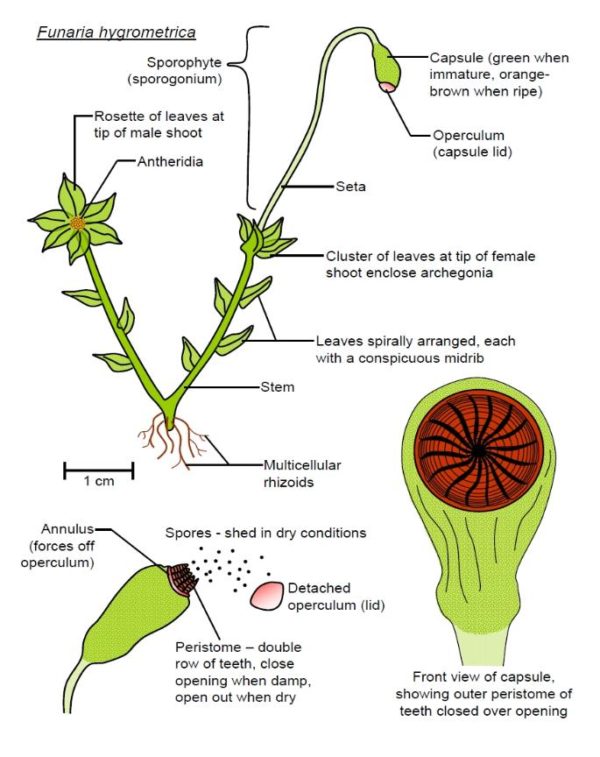 Article 188: Botany/Mycology - Part 11 - The Geometry of Moss, Algae ...