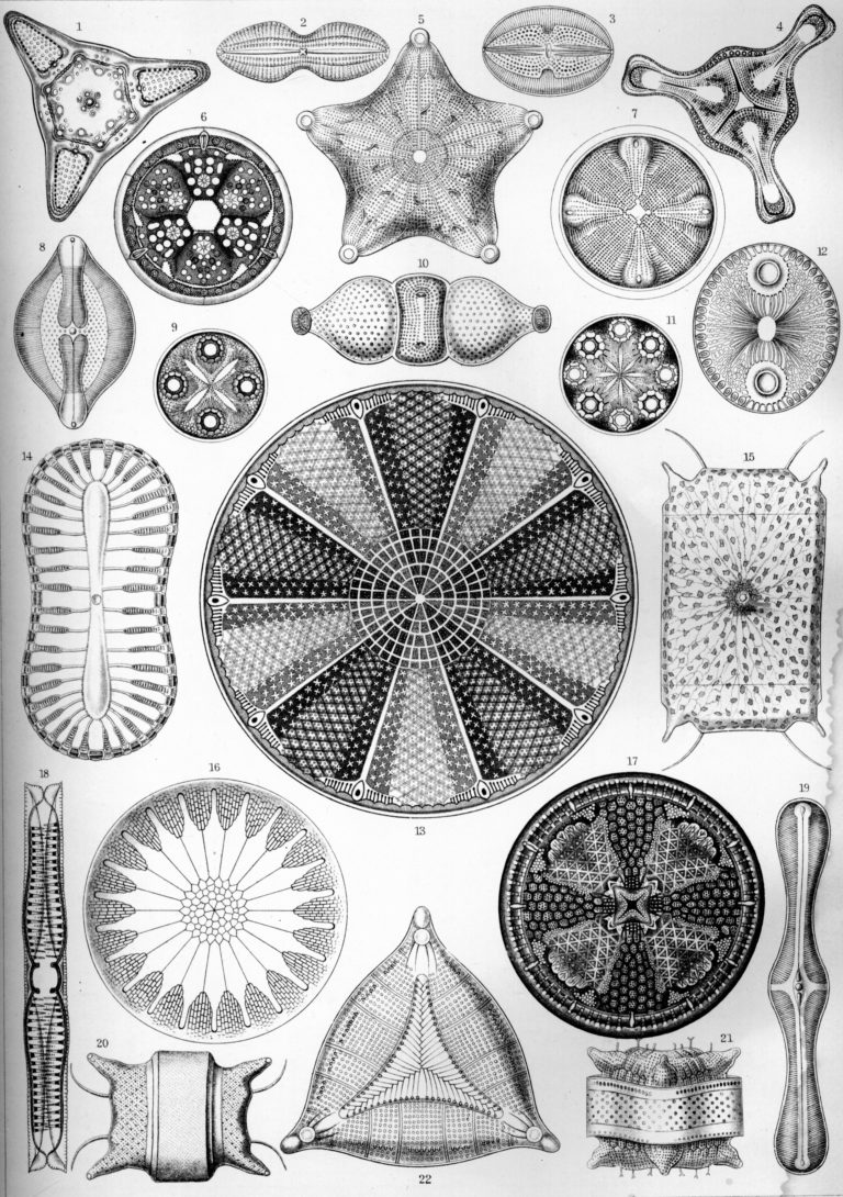 Article 190: Zoology - Part 1 - The Geometry of Diatoms & Radiolaria ...