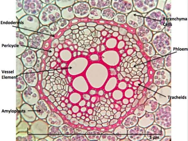 Article 183: Geometry of Plants - Part 6 - Roots - Cosmic Core