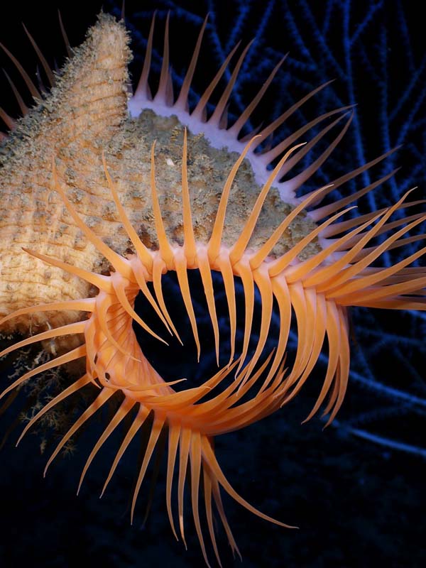 Article 191: Zoology - Part 2 - The Geometry of Sea Creatures - Cosmic Core
