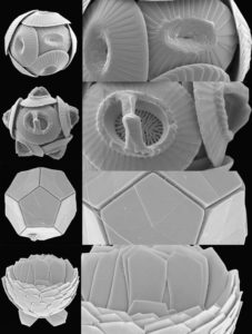 Article 51: Geometry - Platonic Solids - Part 12 - The Dodecahedron ...