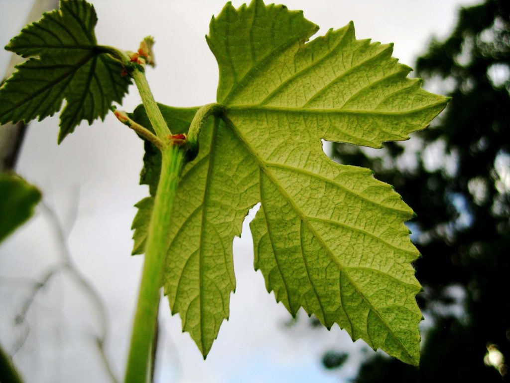 Article 178: Botany - The Geometry of Plants - Part 1 - Fibonacci ...