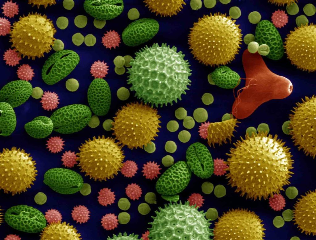 Article 182: Botany - The Geometry of Plants - Part 5 - Pollen - Cosmic ...