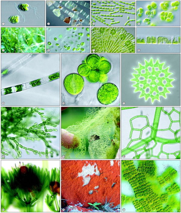 Article 188: Botany/Mycology - Part 11 - The Geometry of Moss, Algae ...