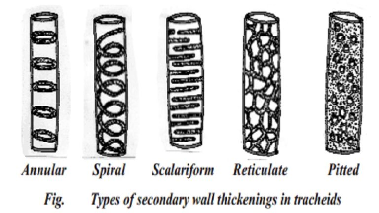 Article 187: Botany - The Geometry of Plants - Part 10 - Fractals ...